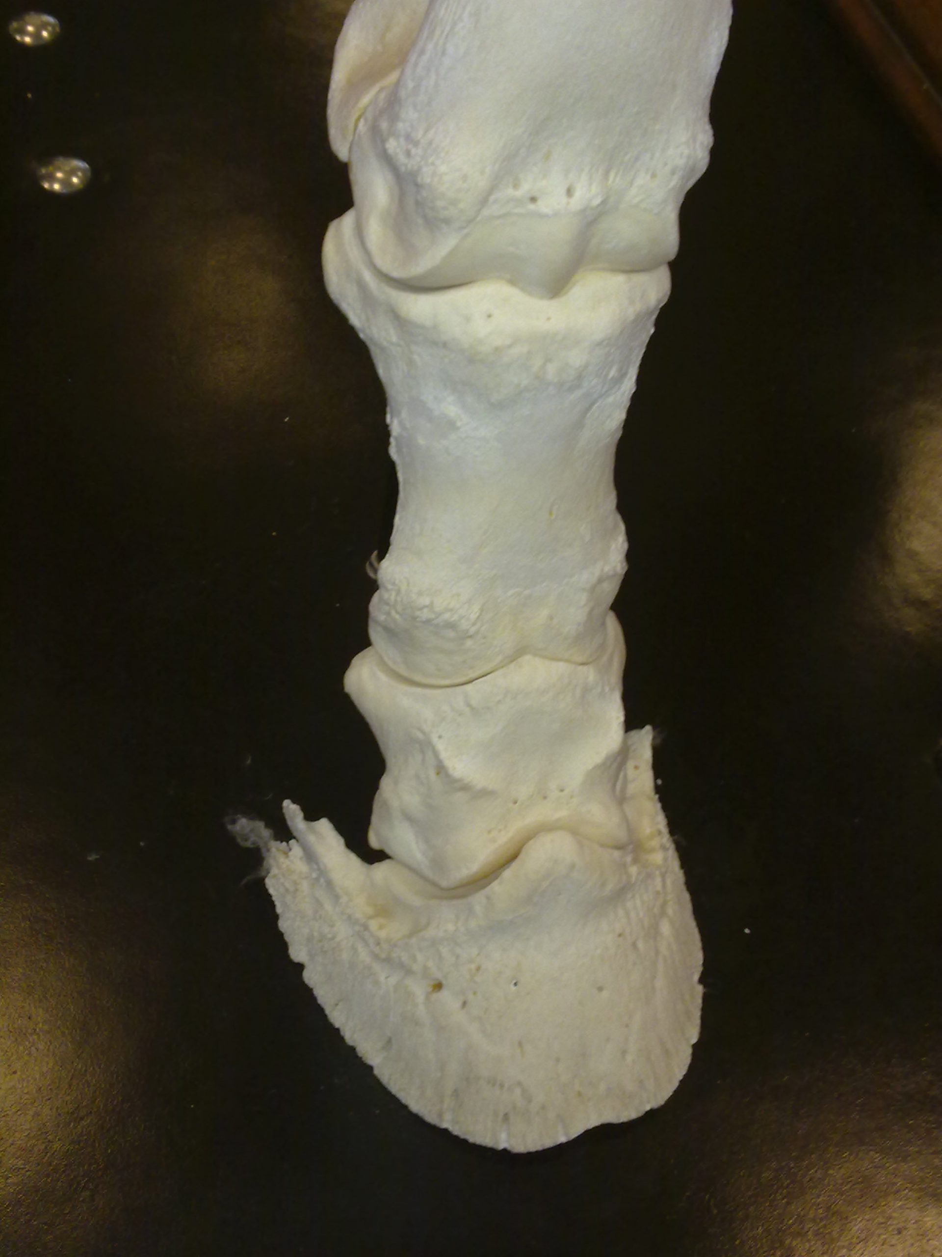 Equine Treatments – Veterinary Physiotherapy & Manipulation